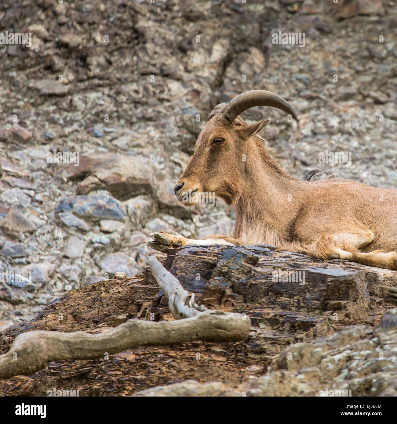 West caucasian tur goat in nature Stock Photo - Alamy
