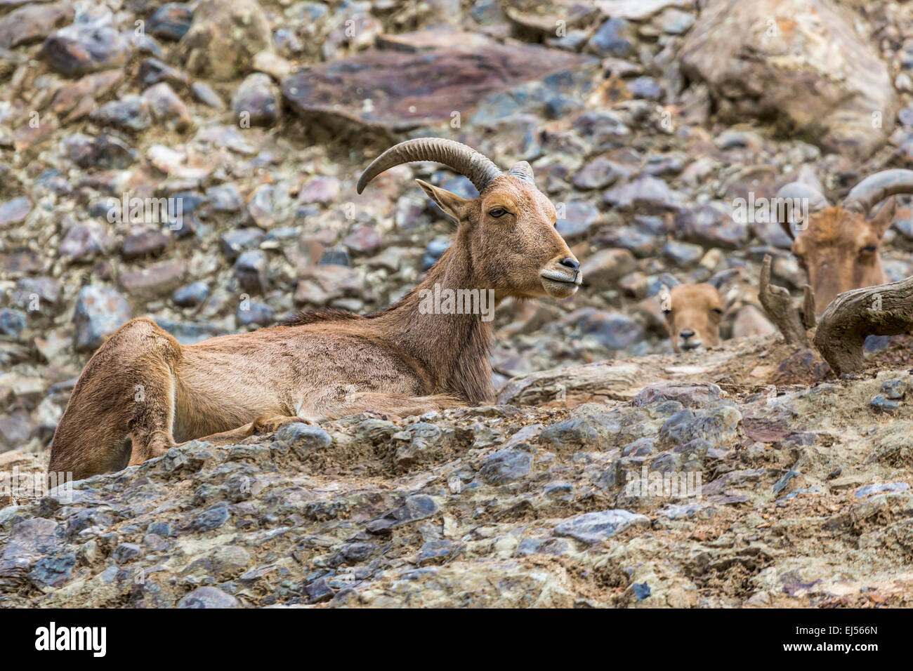 West caucasian tur goat in nature Stock Photo - Alamy
