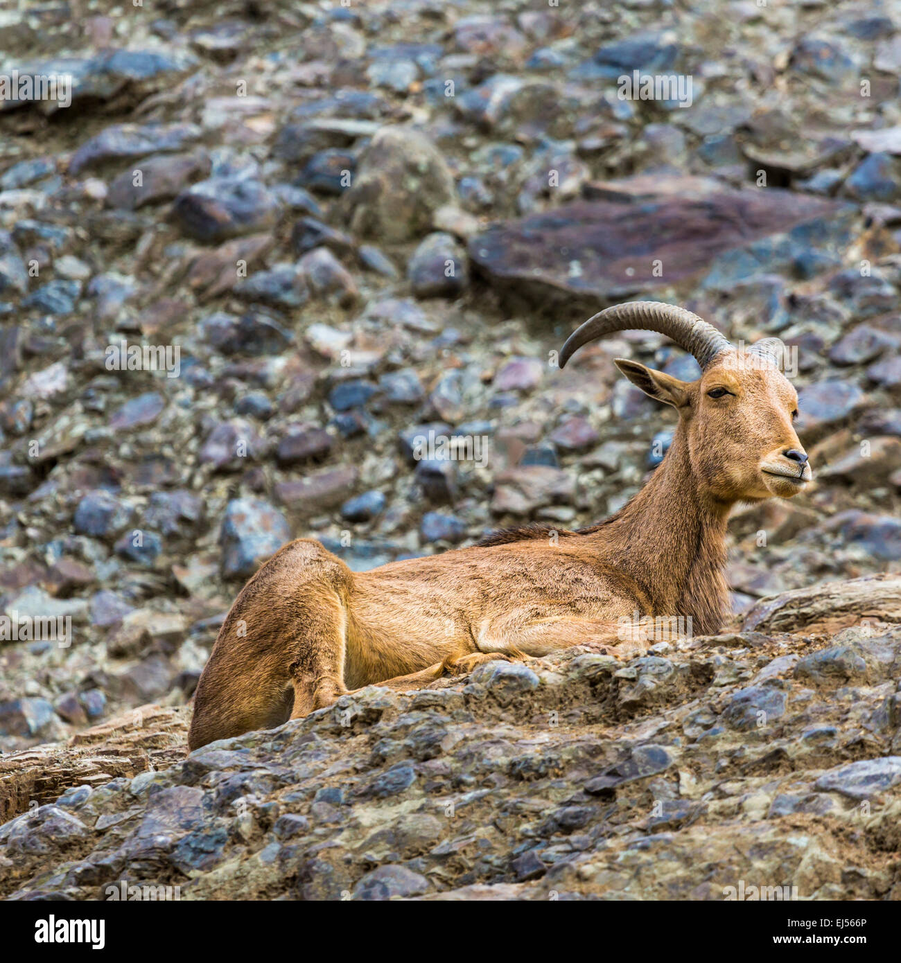 West caucasian tur goat in nature Stock Photo - Alamy