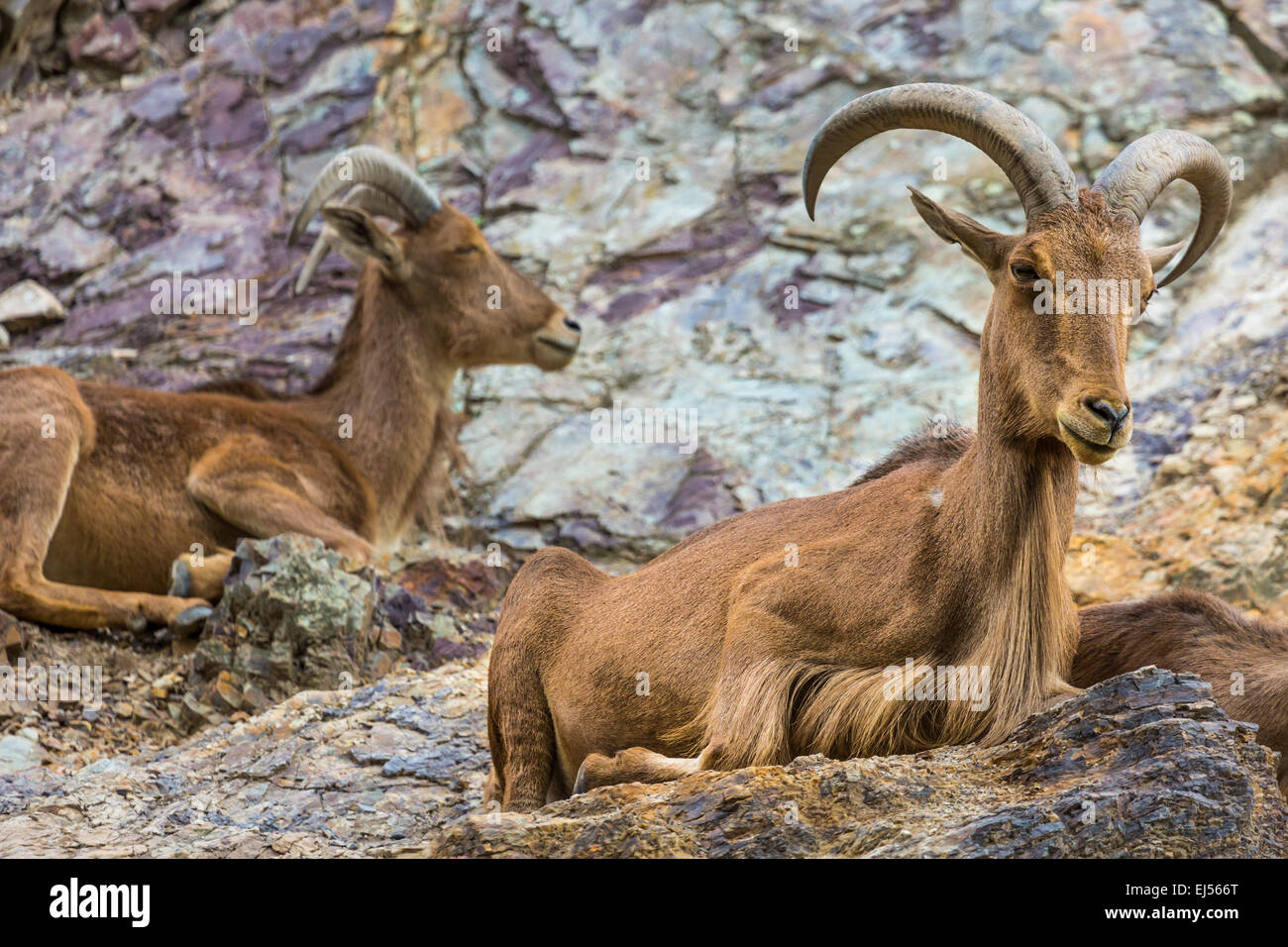 West caucasian tur goat in nature Stock Photo - Alamy