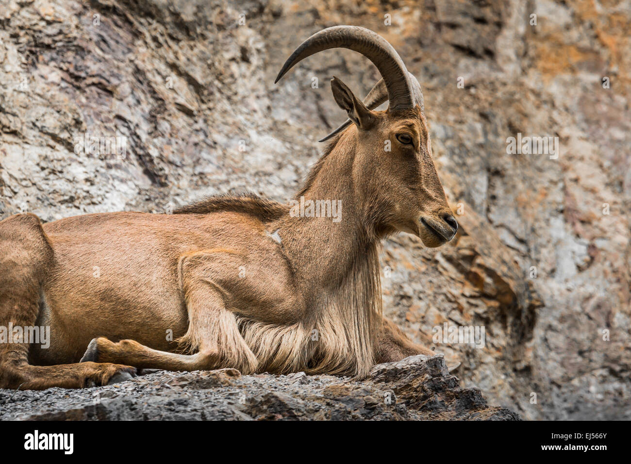 West caucasian tur goat in nature Stock Photo - Alamy