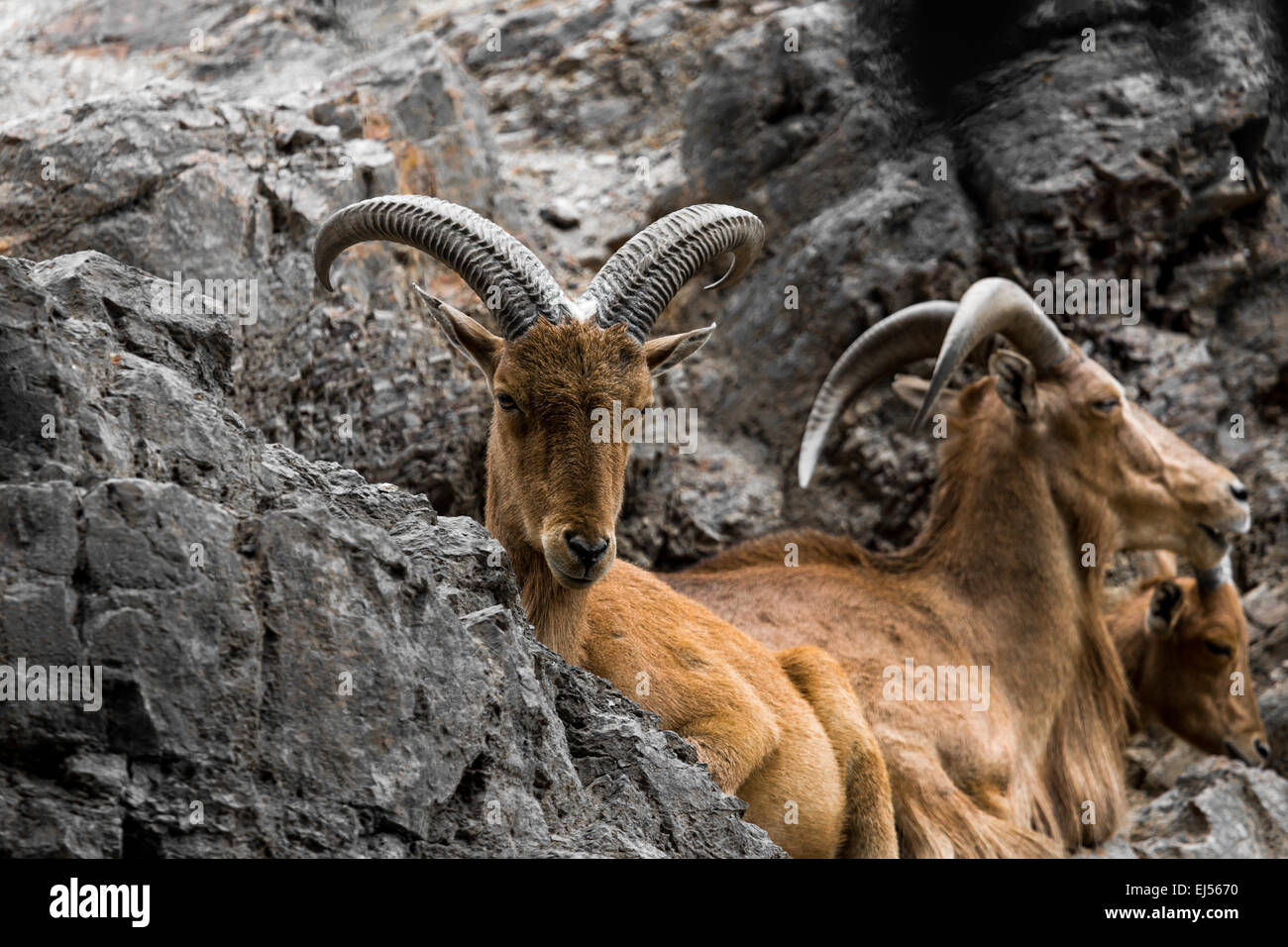West caucasian tur goat in nature Stock Photo - Alamy