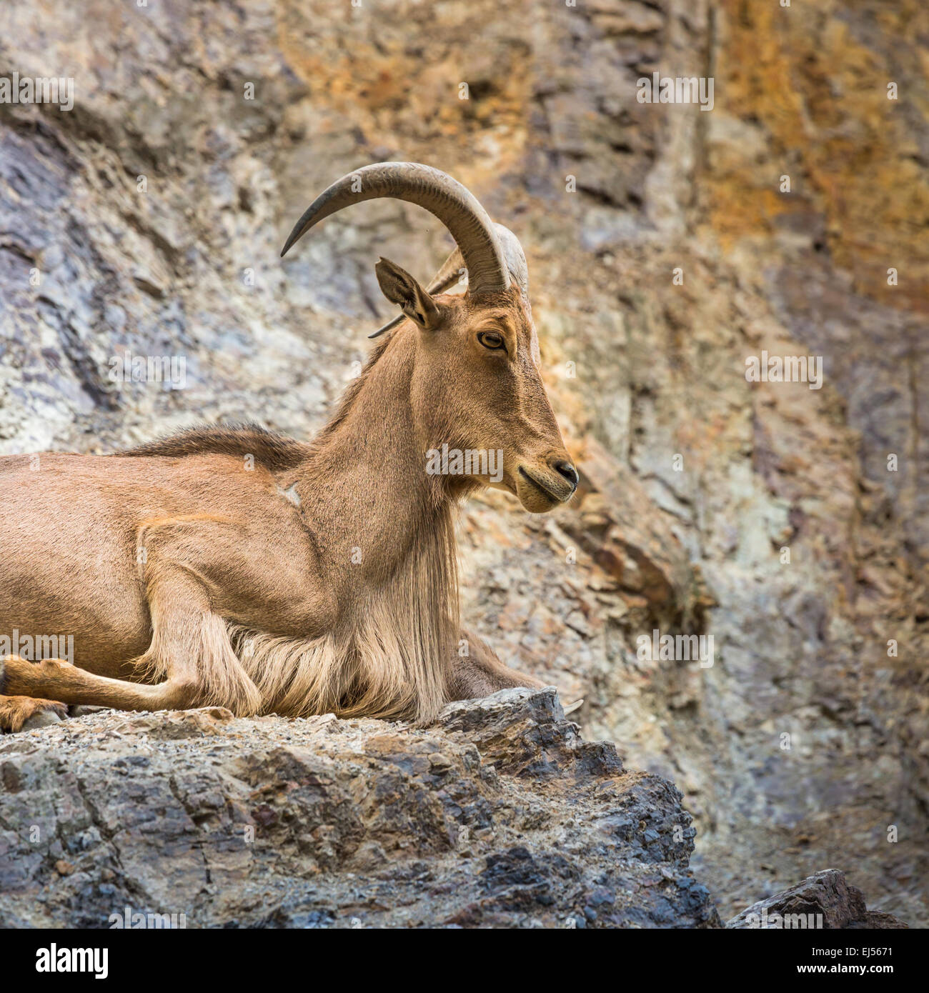 West caucasian tur goat in nature Stock Photo - Alamy