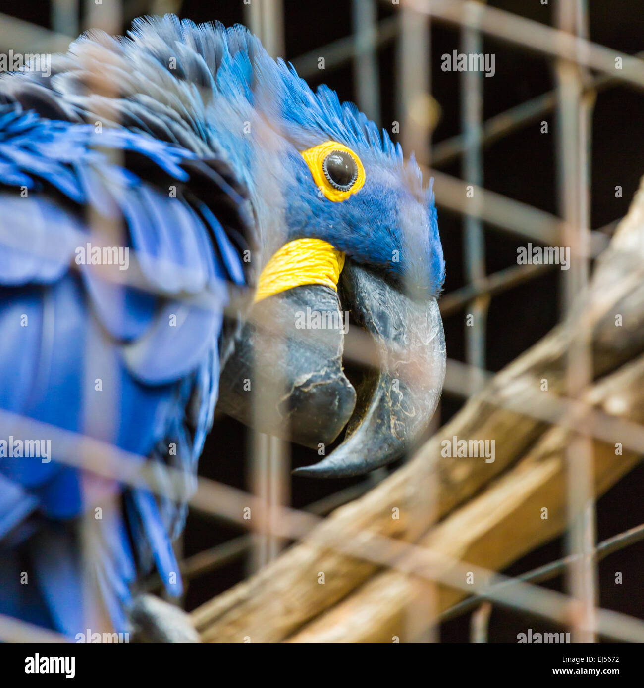 Blue Hyacinth macaw parrot in zoo Stock Photo - Alamy