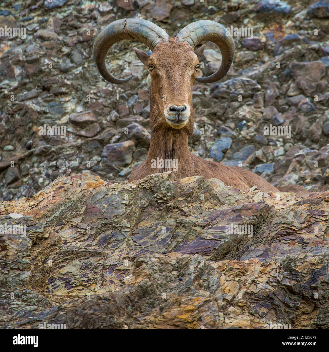 West caucasian tur goat Stock Photo - Alamy