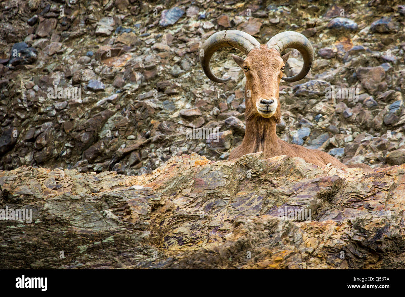 West Caucasian Tur Goat High Resolution Stock Photography and Images ...