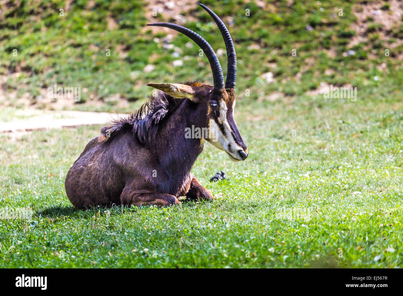 Male Sable Antelope on the plains of Hwange National Park Stock Photo ...
