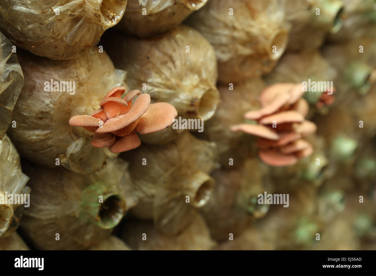 Pink oyster mushroom (Pleurotus djamor) on spawn bags growing in a farm ...