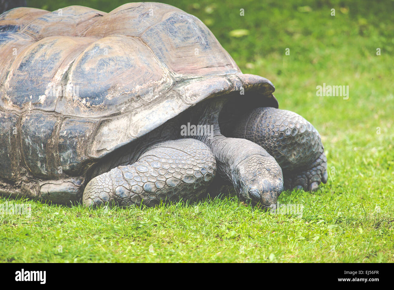 A giant Galapagos turtle, Galapagos islands, Ecuador, South America ...