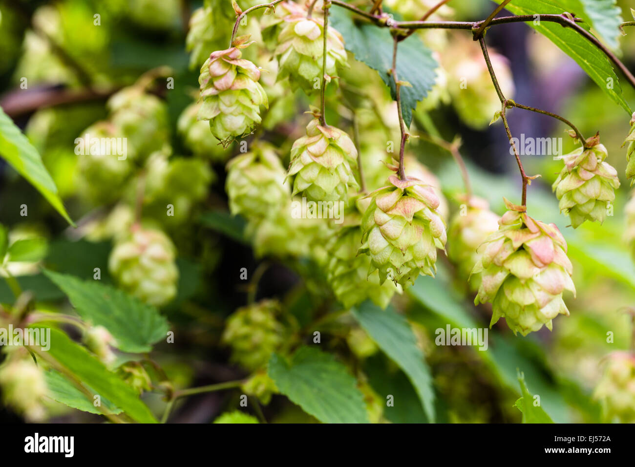 Branch of hops. Cones with sunbeams. Green leaves Stock Photo - Alamy