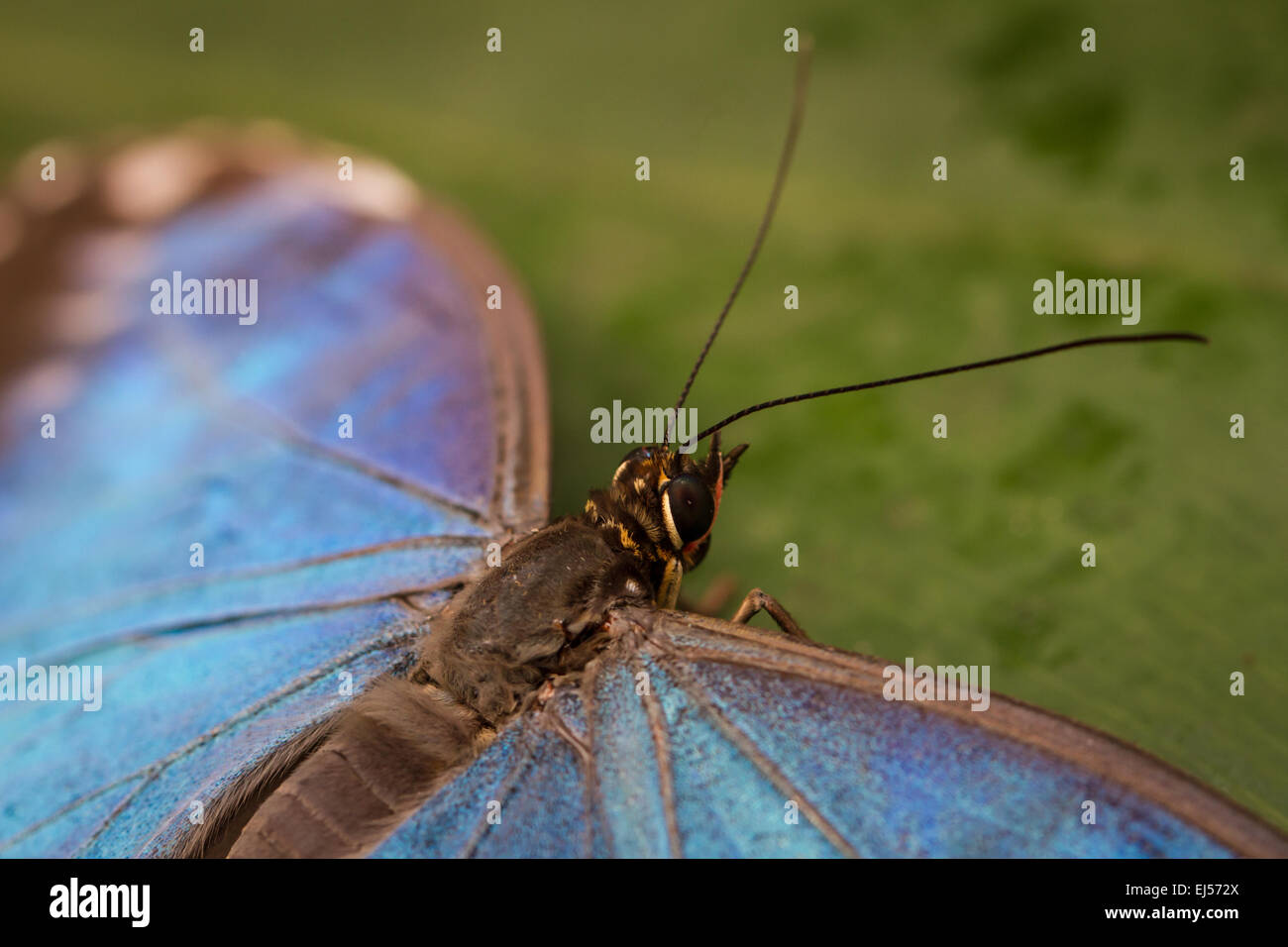 Close up of Common Blue Morpho Butterfly Stock Photo - Alamy