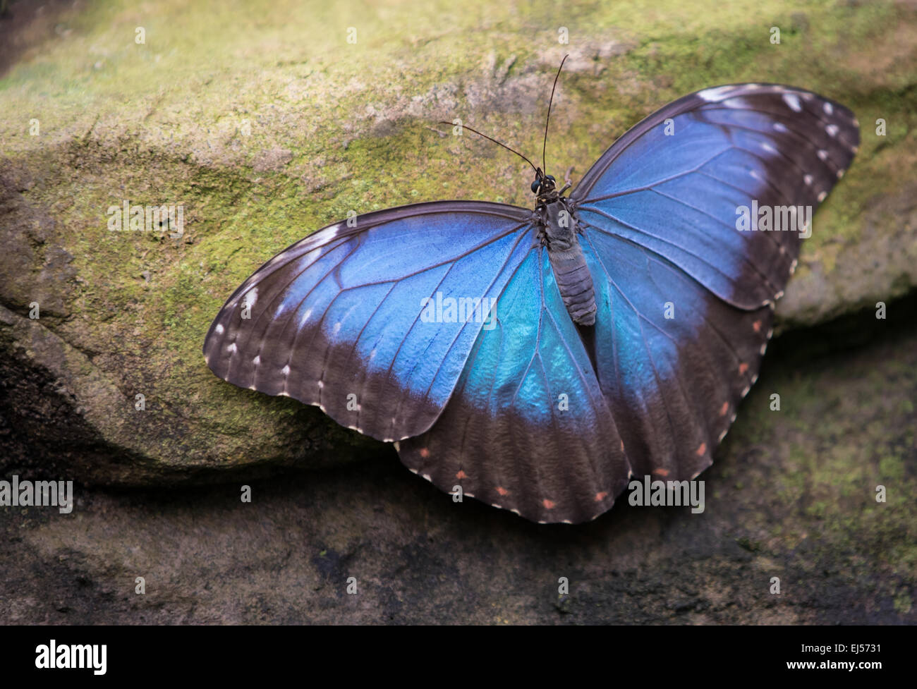Blue morpho butterfly hi-res stock photography and images - Alamy