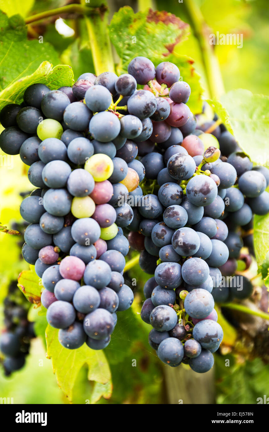 close up of grape crozes hermitage vineyard, Northern Rhone, France ...