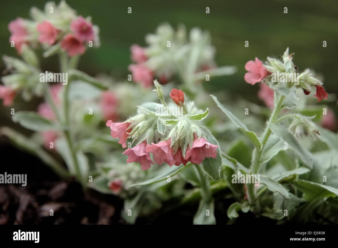 Rachel Plant High Resolution Stock Photography and Images - Alamy