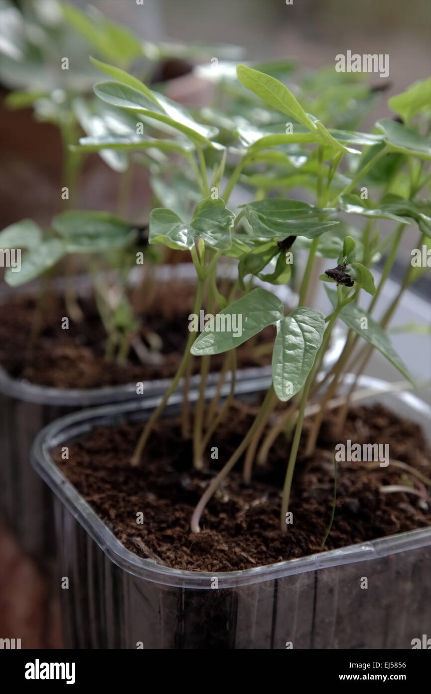 Climbing plant seedlings hi-res stock photography and images - Alamy