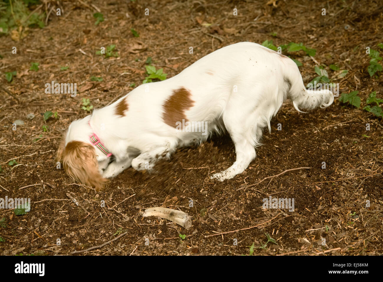Why Do Old Dogs Start Digging