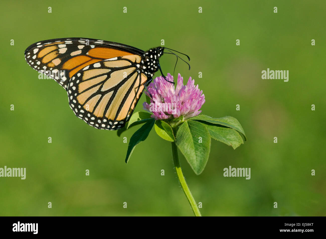 Monarch butterfly wings closed hi-res stock photography and images - Alamy
