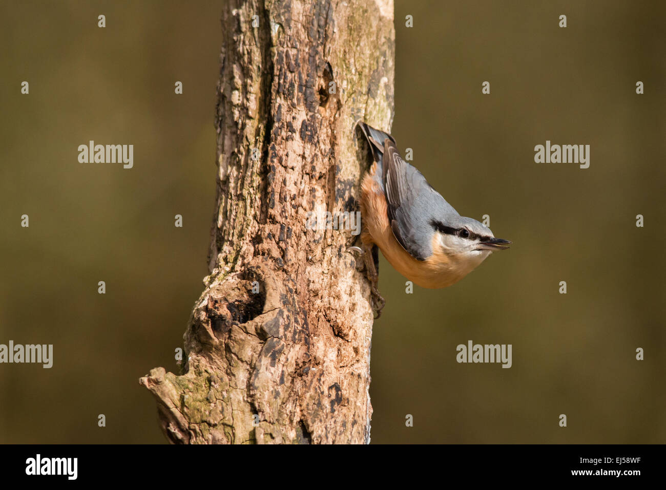 Nuthatch climbing down tree hi-res stock photography and images - Alamy