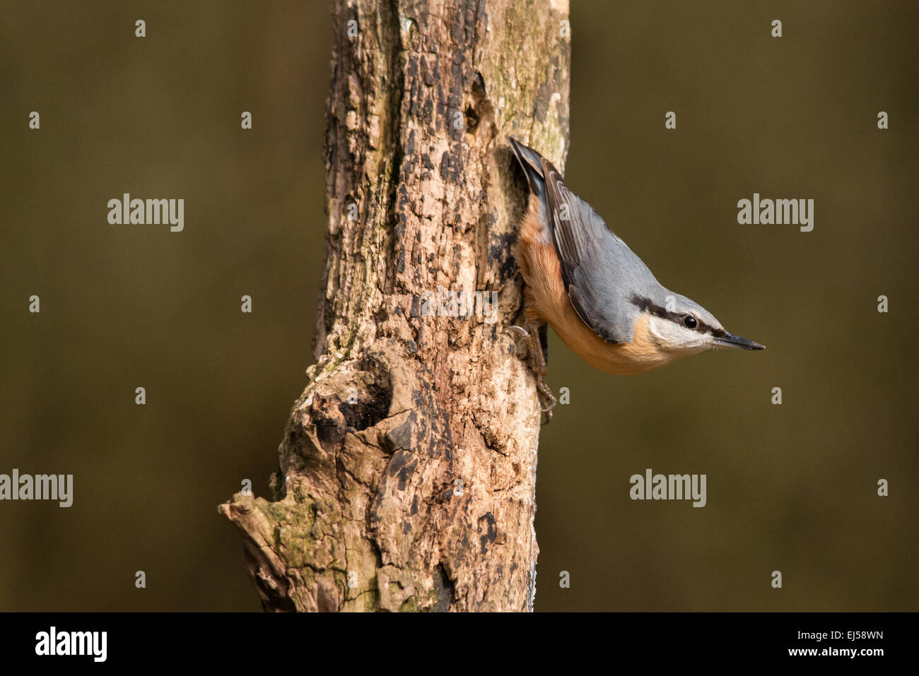 Nuthatch climbing down tree limb hi-res stock photography and images ...