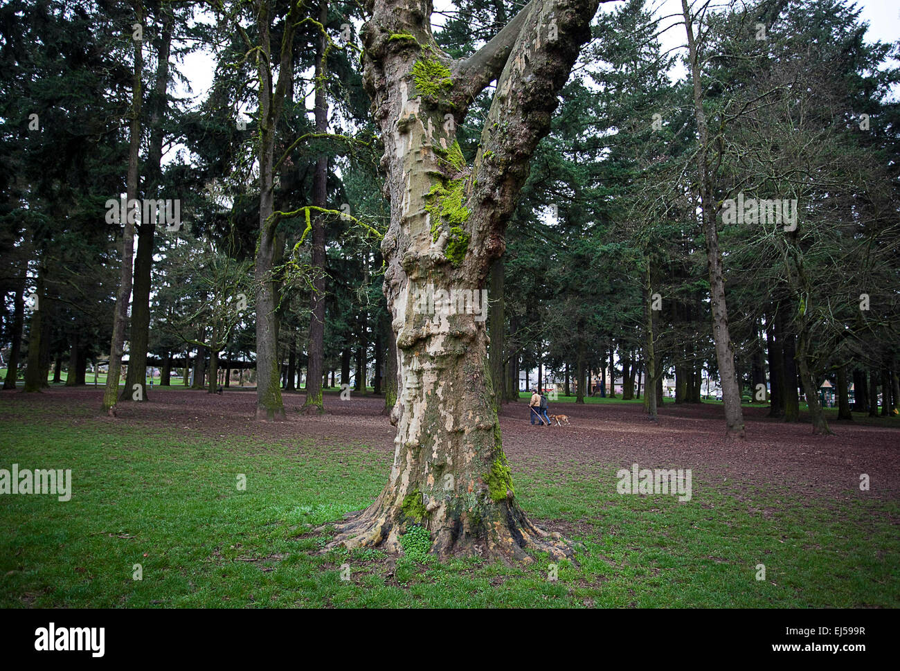 Alberta park, portland hi-res stock photography and images - Alamy