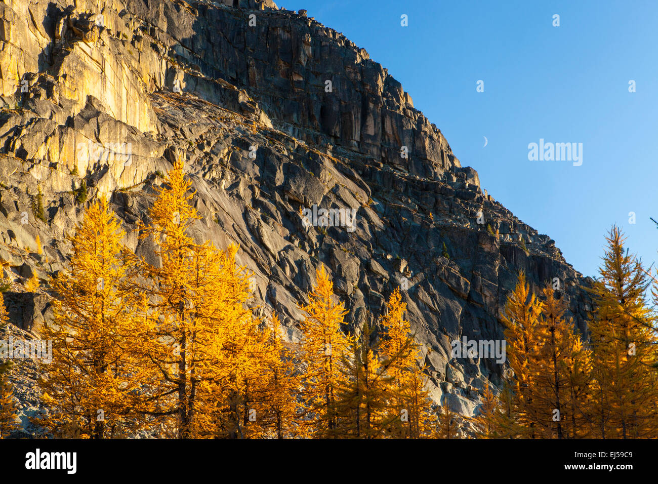 Fall larches below the north face of Amphitheater Mountain near ...