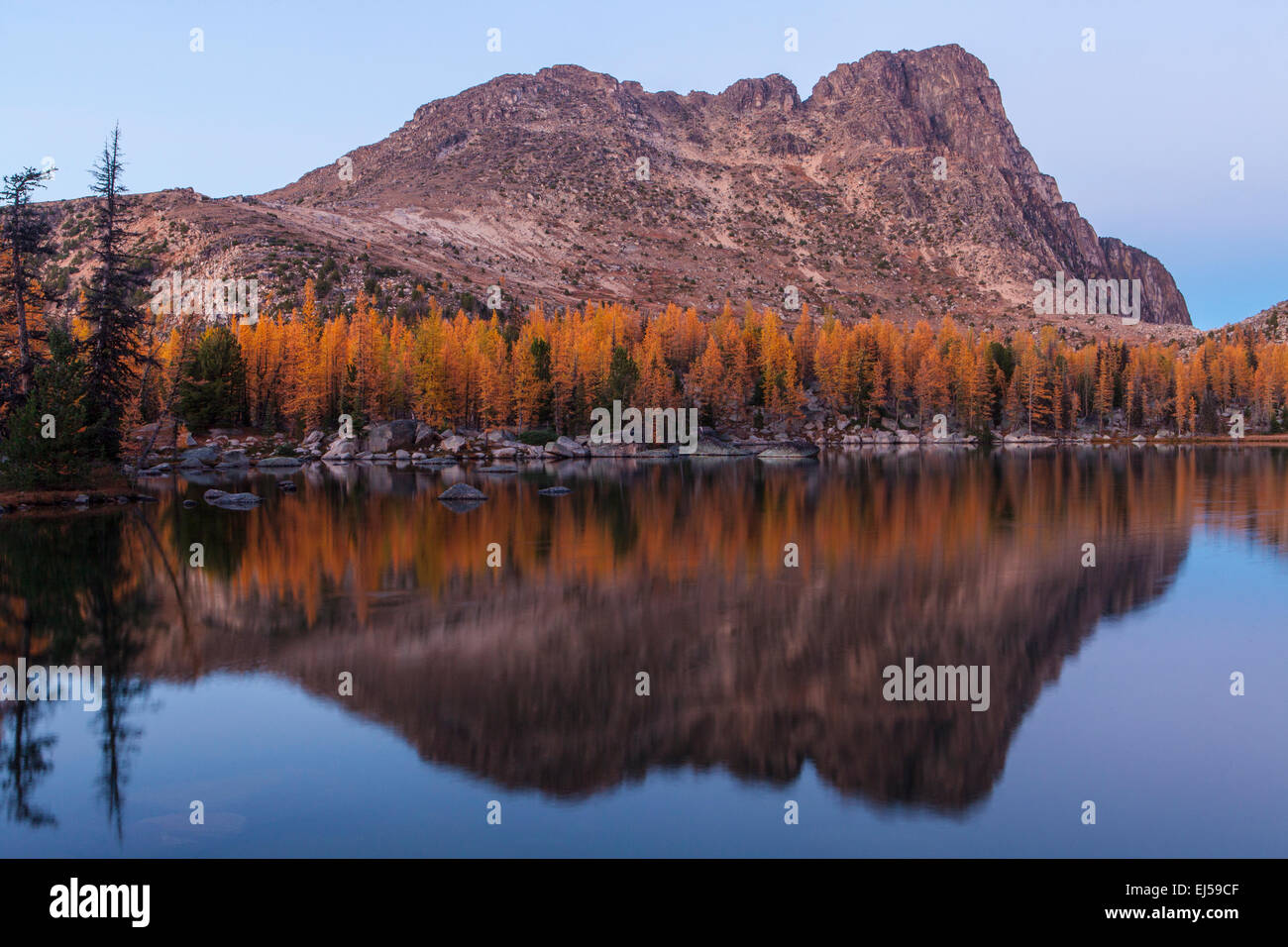 Cathedral Peak and larches reflected in Cathedral Lake after sunset ...