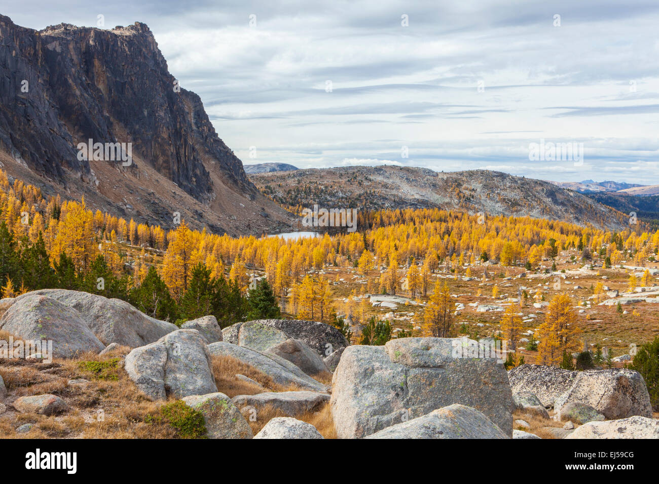 Cathedral Lake surrounded by fall larch trees at the base of ...