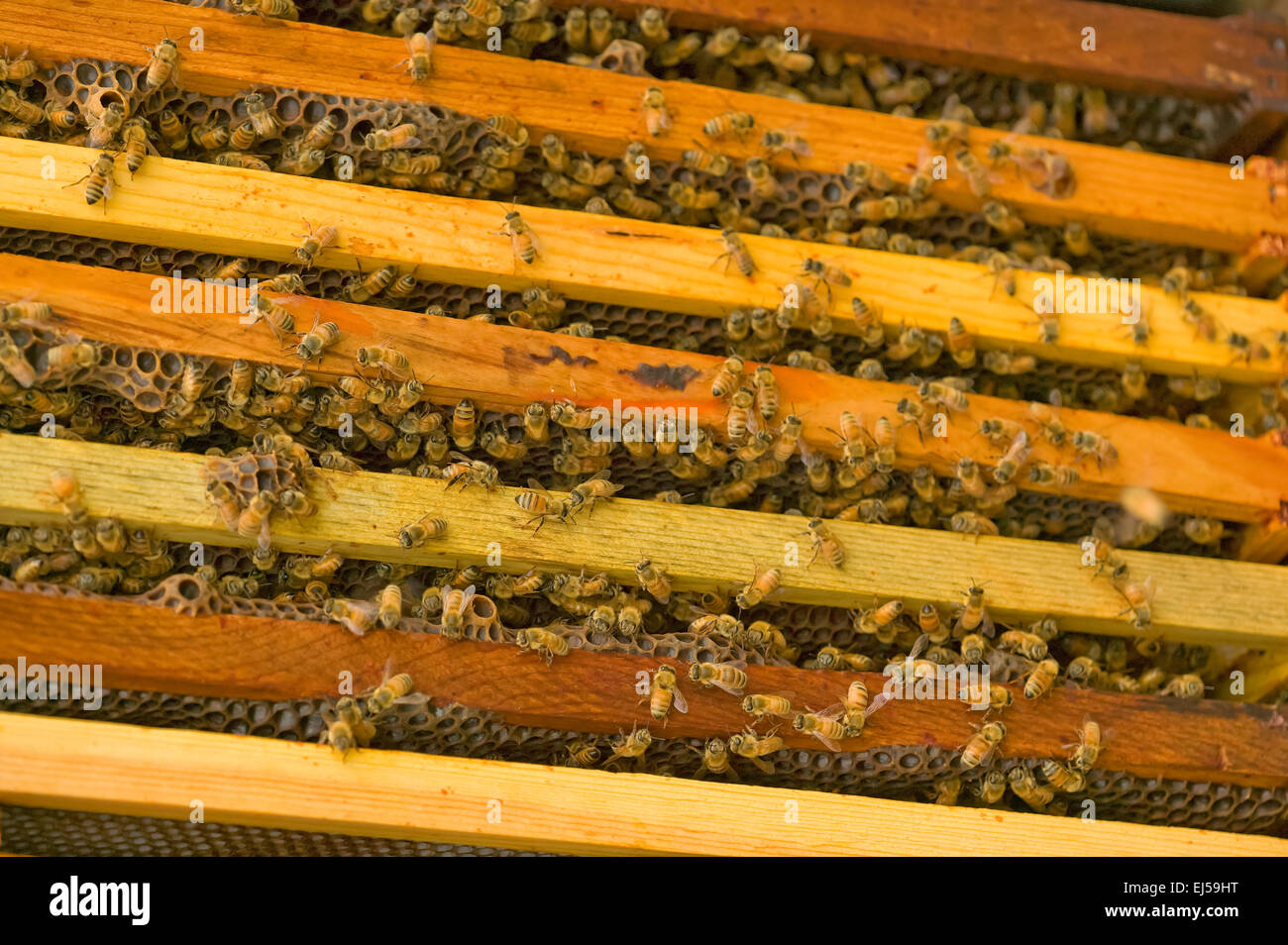 Hive teeming hi-res stock photography and images - Alamy