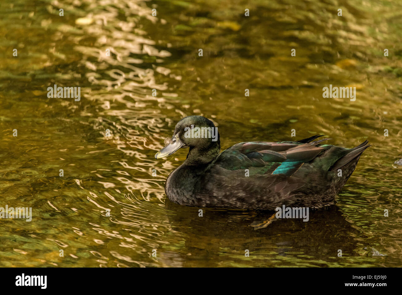 A Cayuga free-range domestic duck swimming in a stream by its farm in ...