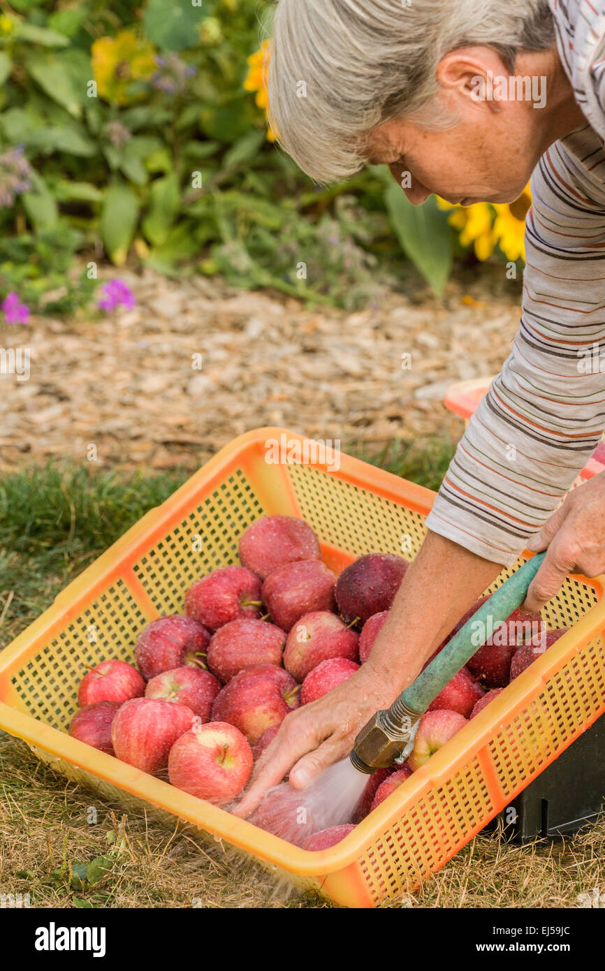 Woman washing freshly harvested Red Delicious apples outside with a ...