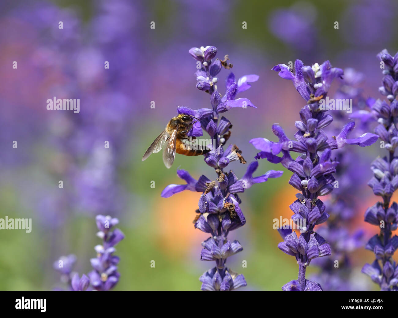 Lavender flower with bee in the garden Stock Photo - Alamy