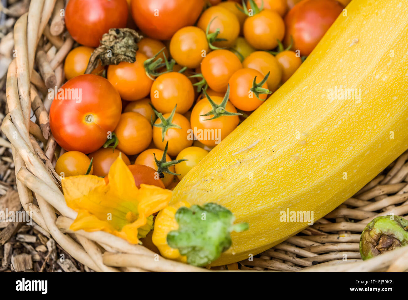 Golden zucchini or Summer Squash, Sungold cherry tomatoes and other ...