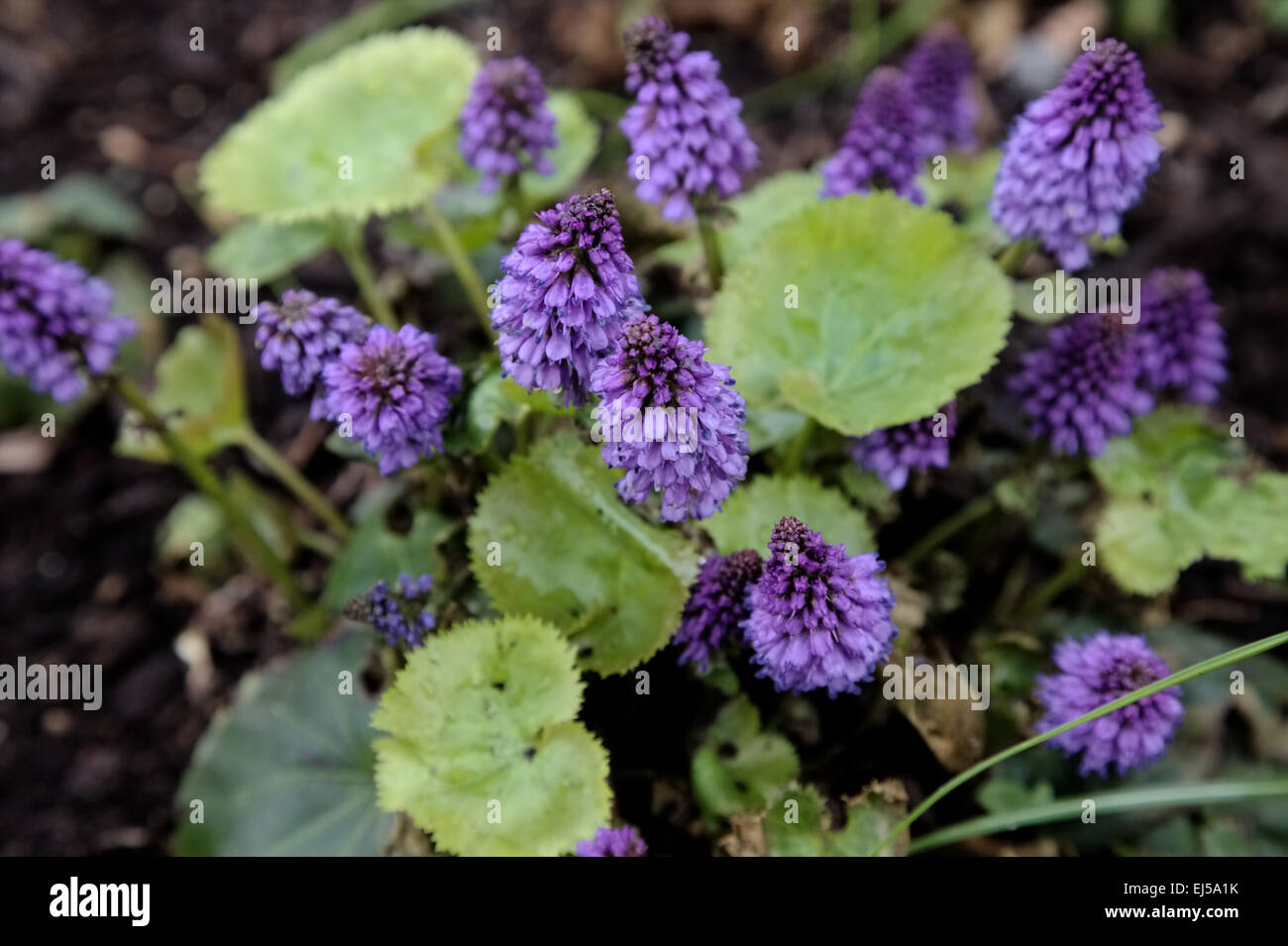 Missurica hi-res stock photography and images - Alamy