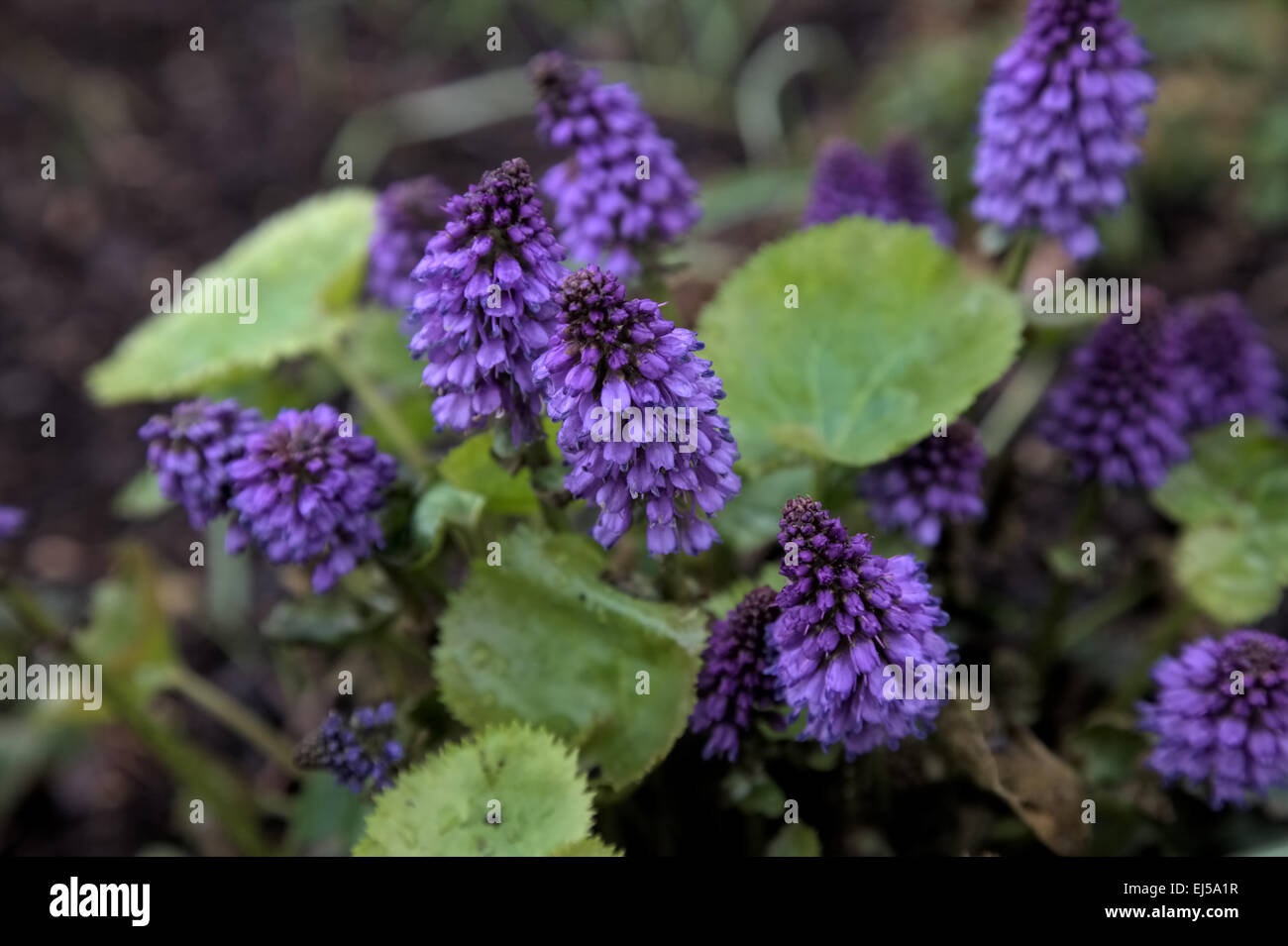 Missurica hi-res stock photography and images - Alamy