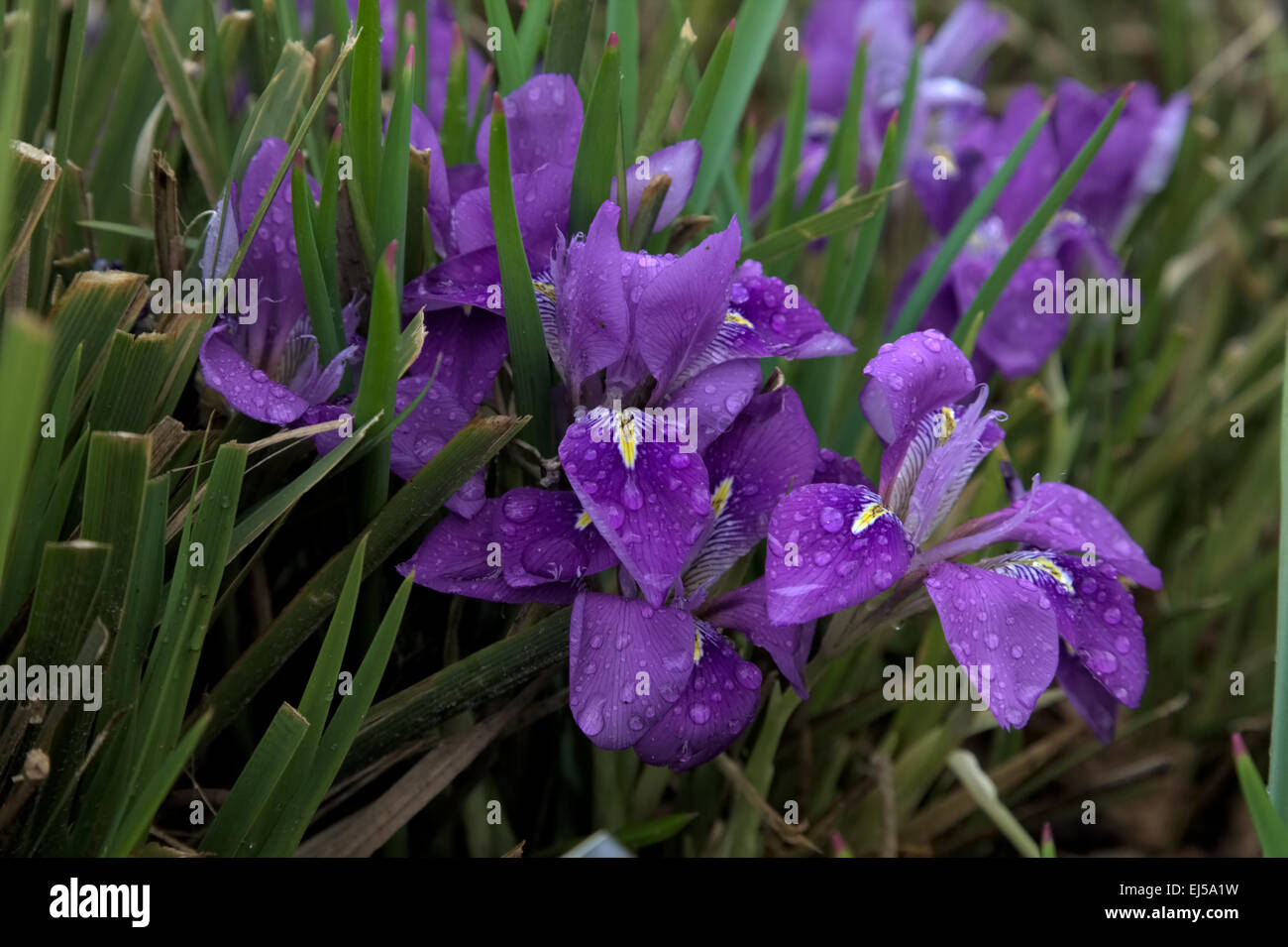 Barnard Close High Resolution Stock Photography and Images - Alamy