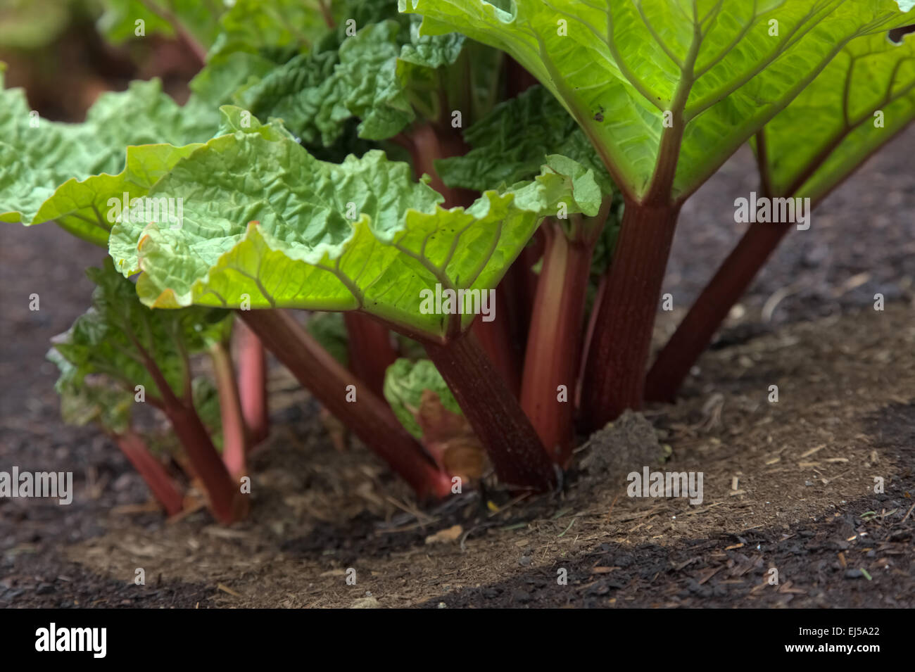 Mrs mckenzie hi-res stock photography and images - Alamy