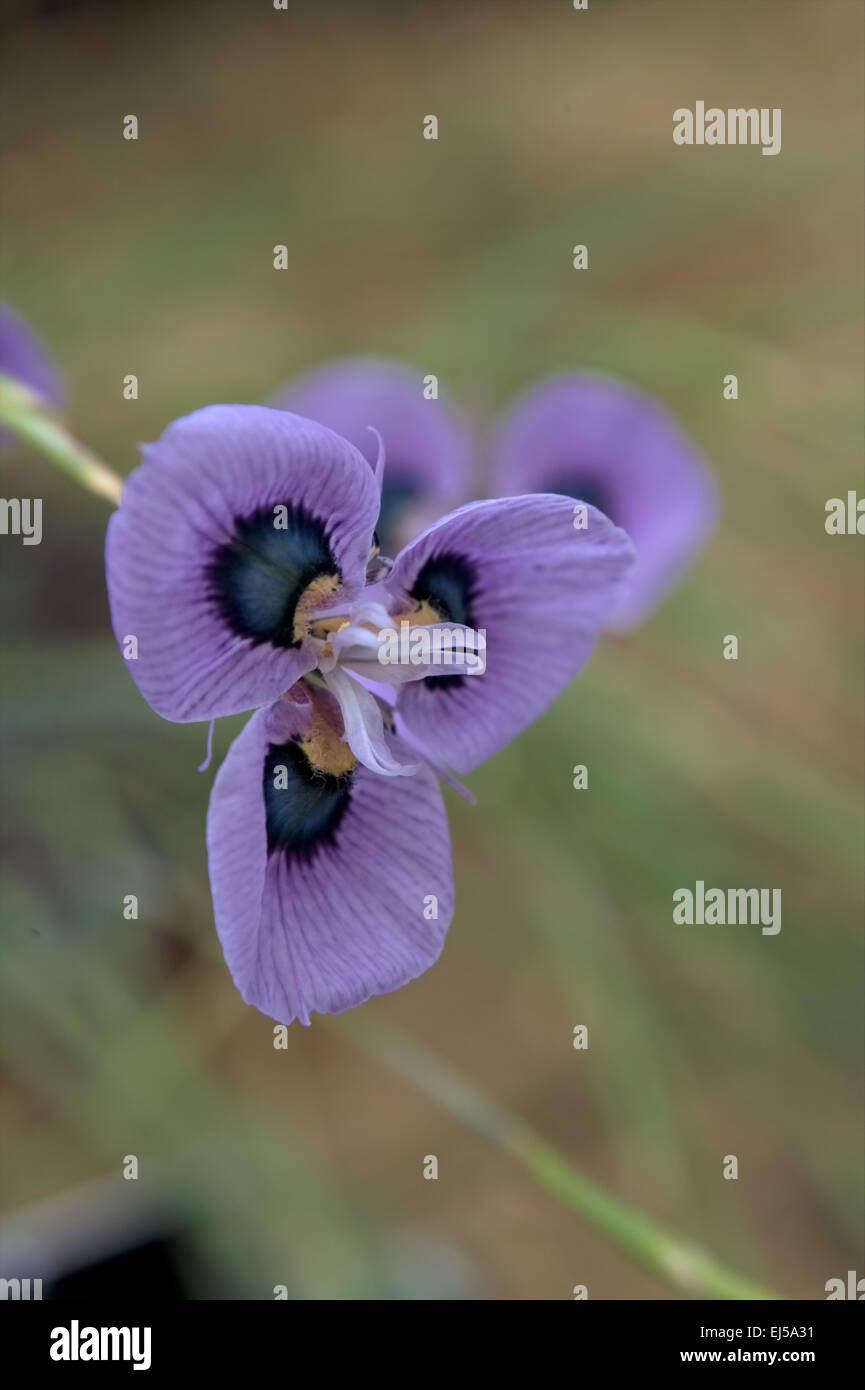 Peacock Flower Moraea Villosa
