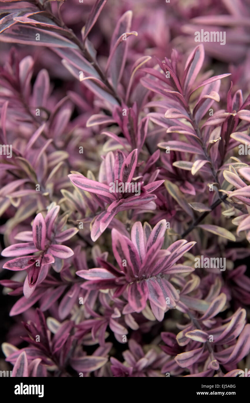 Variegated hebe hi-res stock photography and images - Alamy