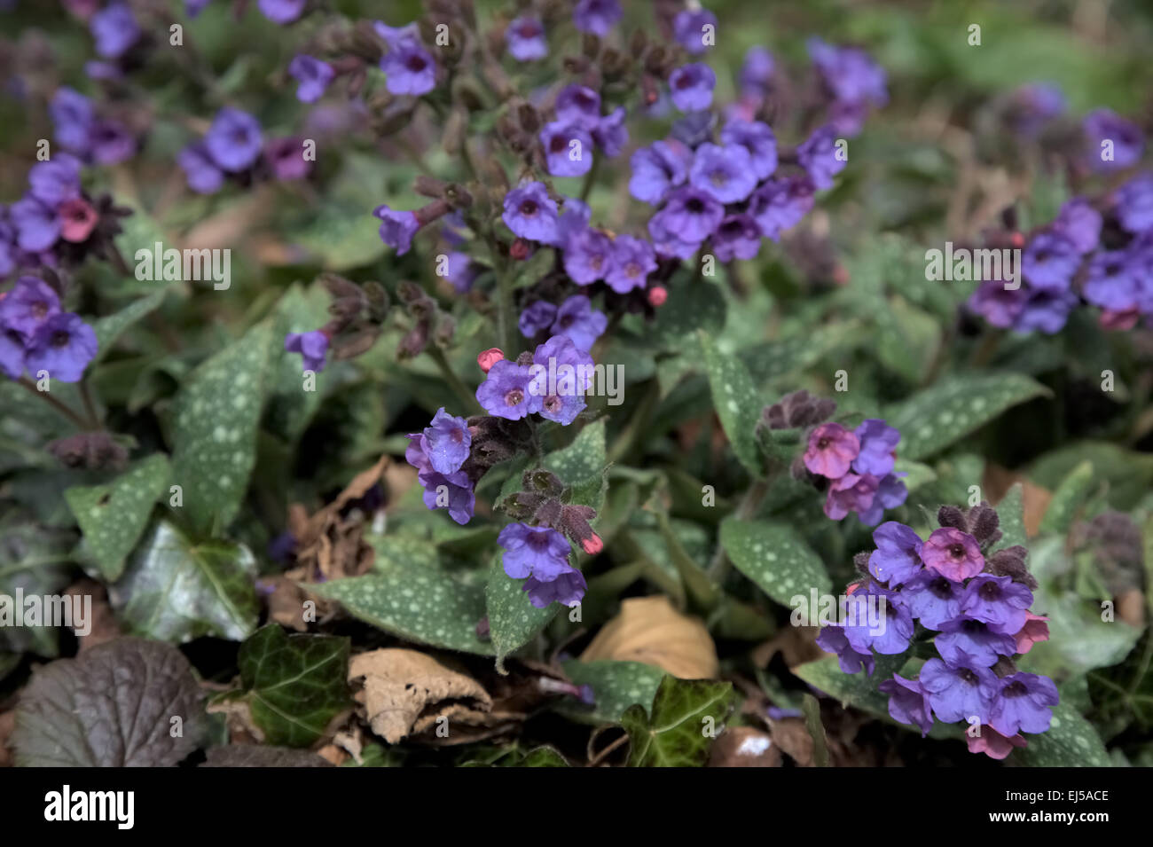 Pulmonaria - unnamed blue Stock Photo - Alamy
