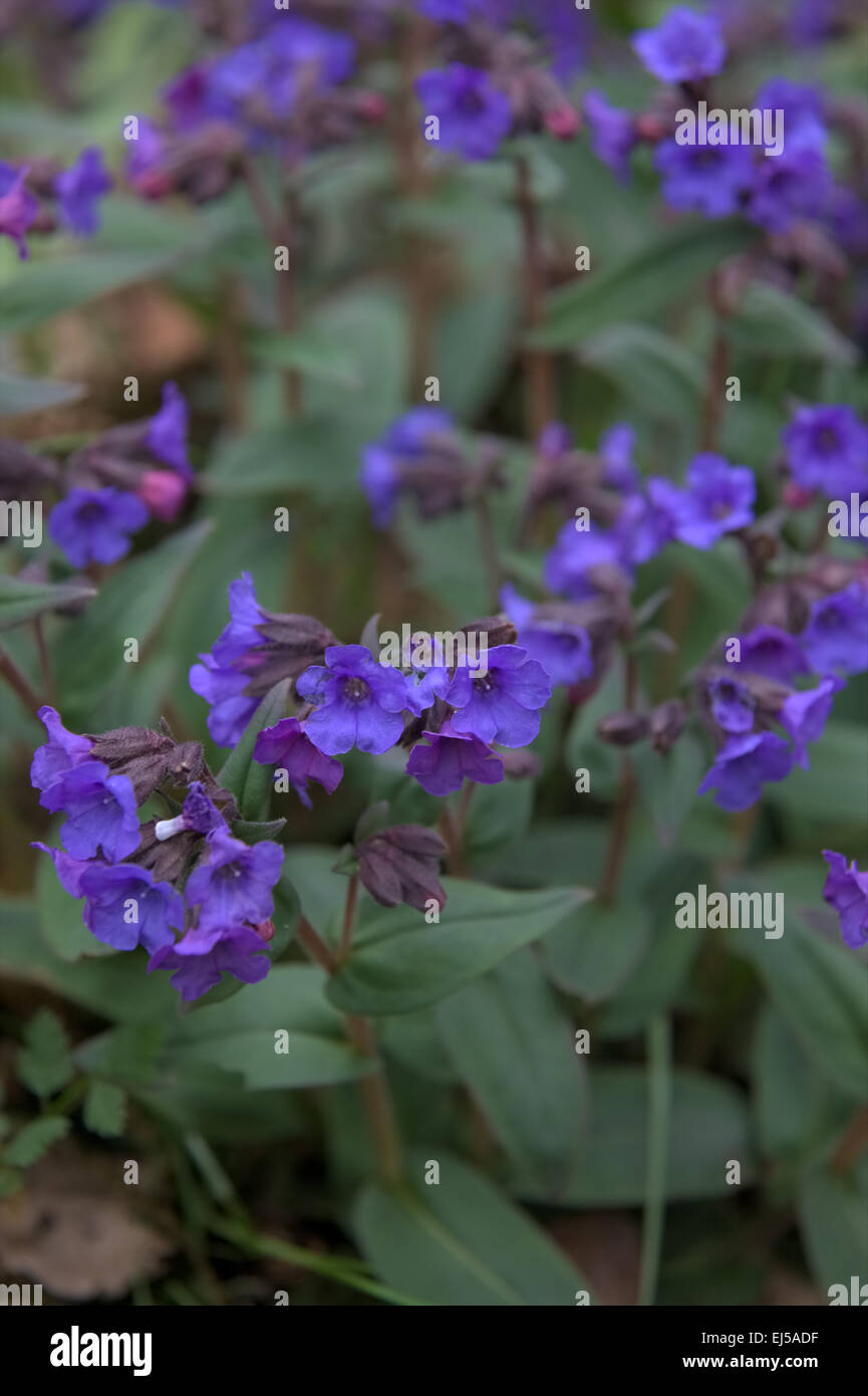 Pulmonaria blue ensign hi-res stock photography and images - Alamy