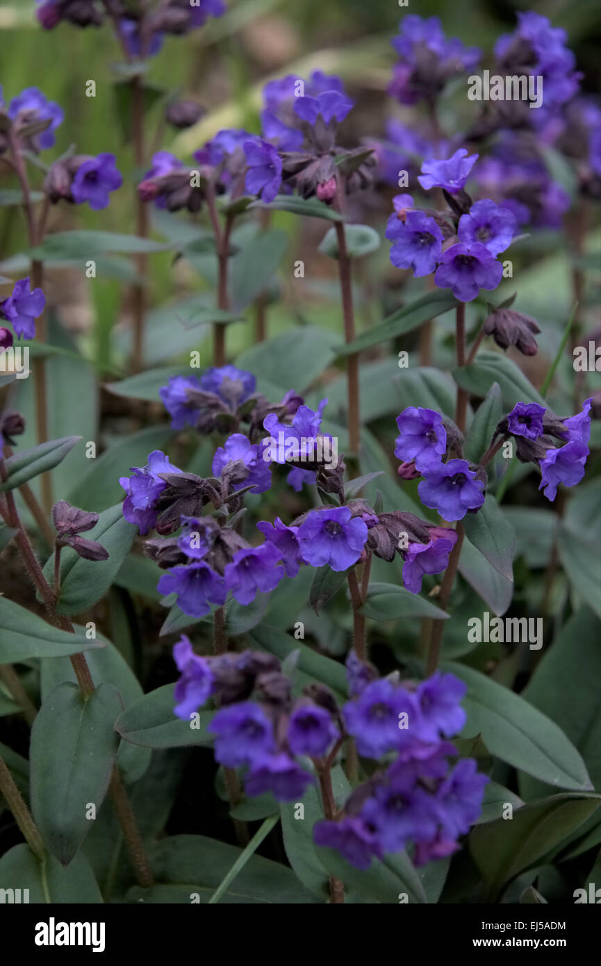 Pulmonaria blue ensign hi-res stock photography and images - Alamy