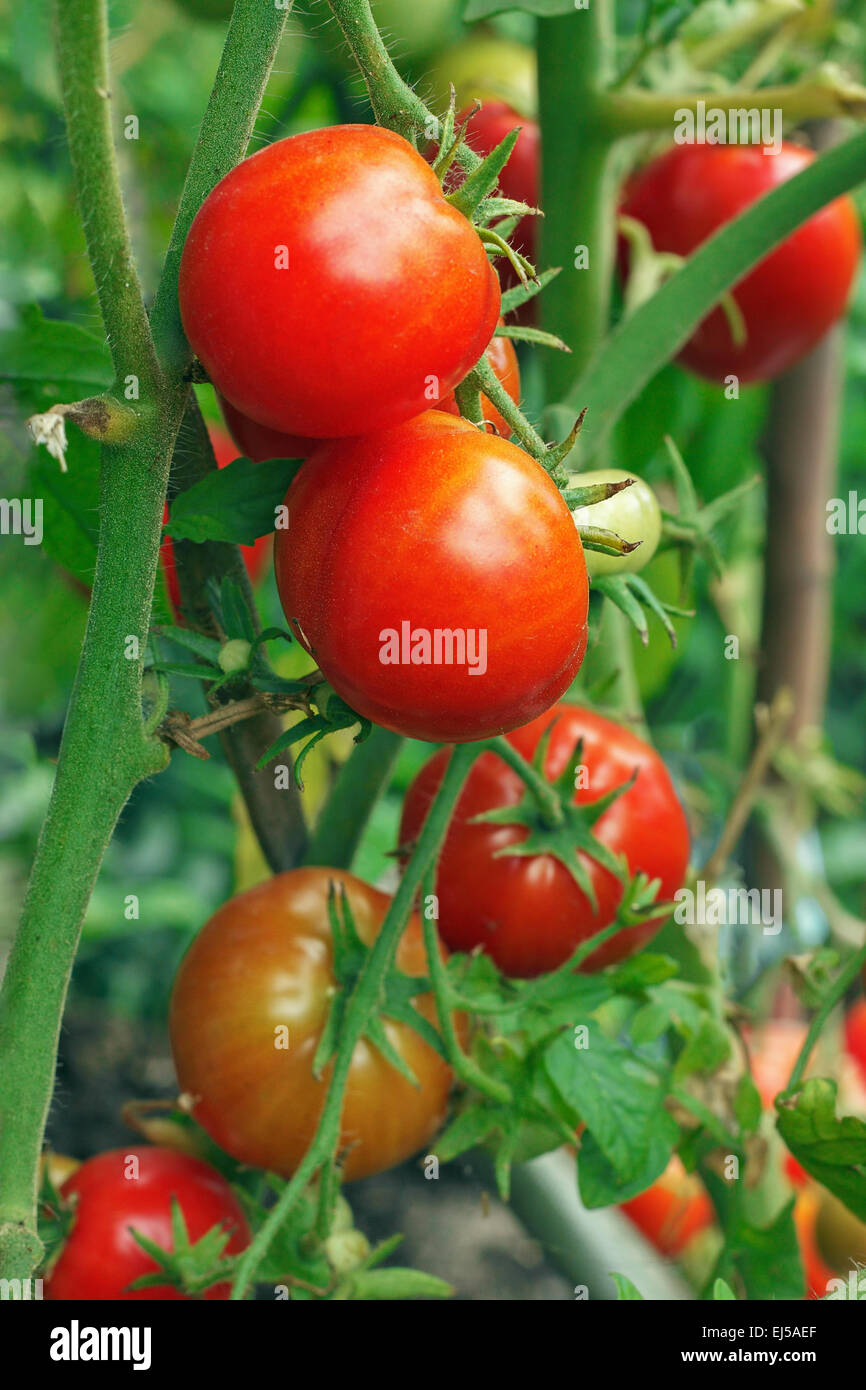 Tomato green growing plant stalk hi-res stock photography and images ...