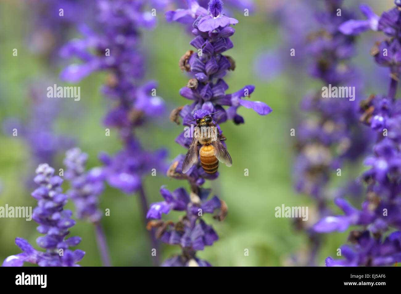 Lavender flower with bee in the garden Stock Photo - Alamy