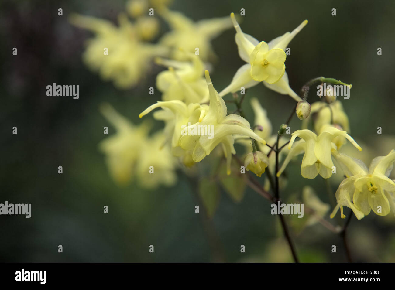Yellow low shade spring ground cover perennial hi-res stock photography ...
