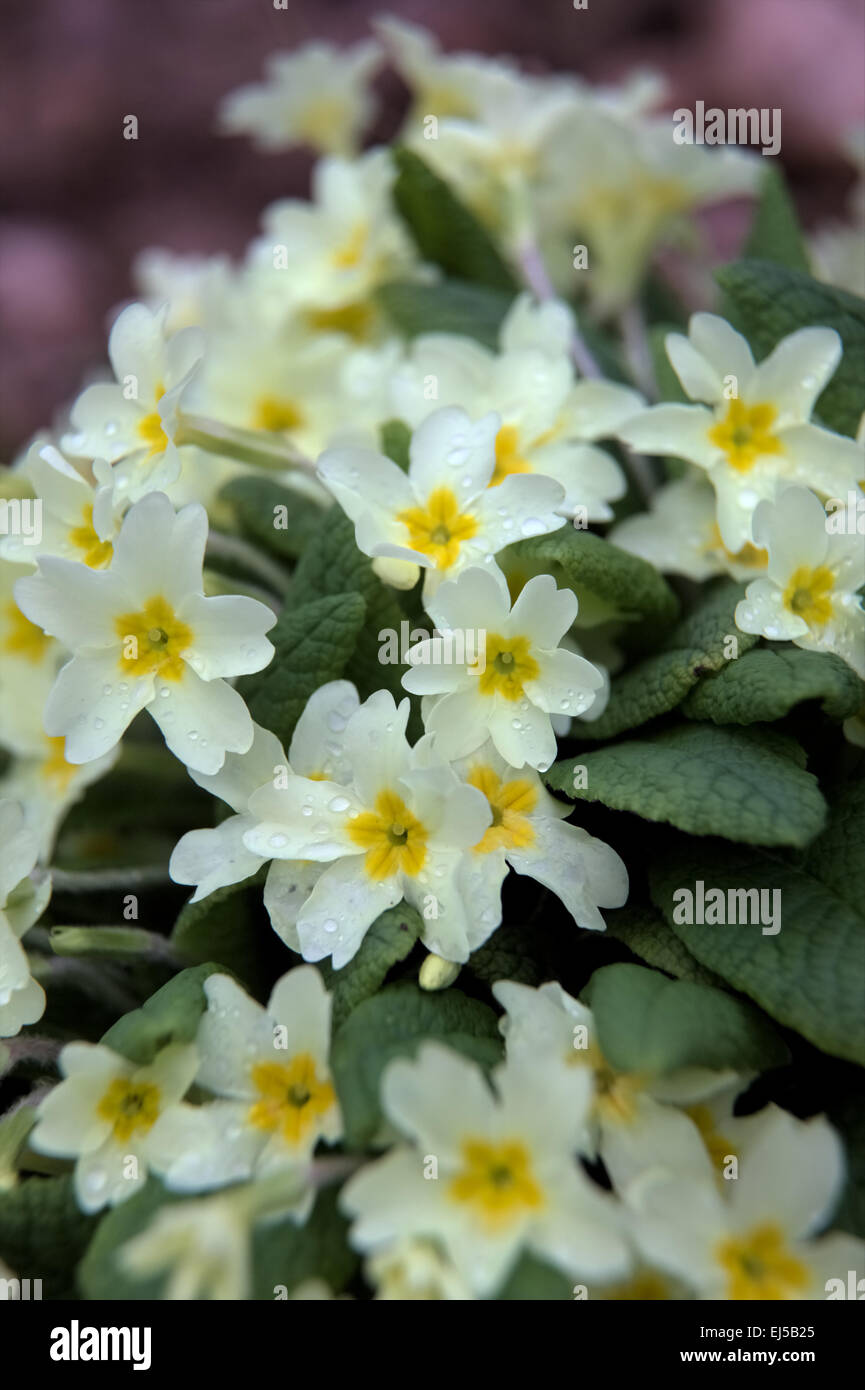 Primrose native spring flower hi-res stock photography and images - Alamy