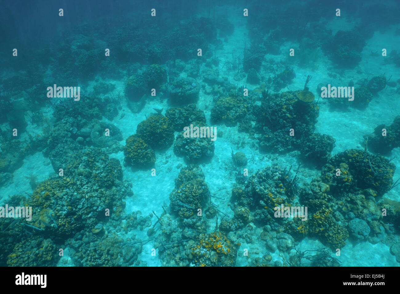 Underwater Ocean Landscape Free Vibrant Underwater Landscape Image