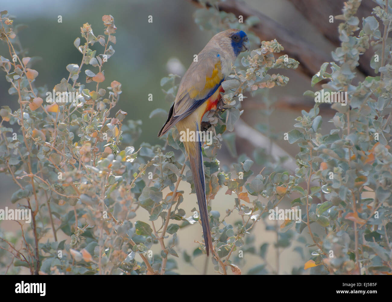 Bluebonnet hi-res stock photography and images - Alamy