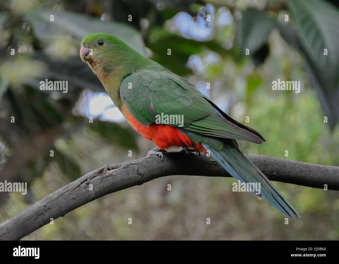 King of birds hi-res stock photography and images - Alamy