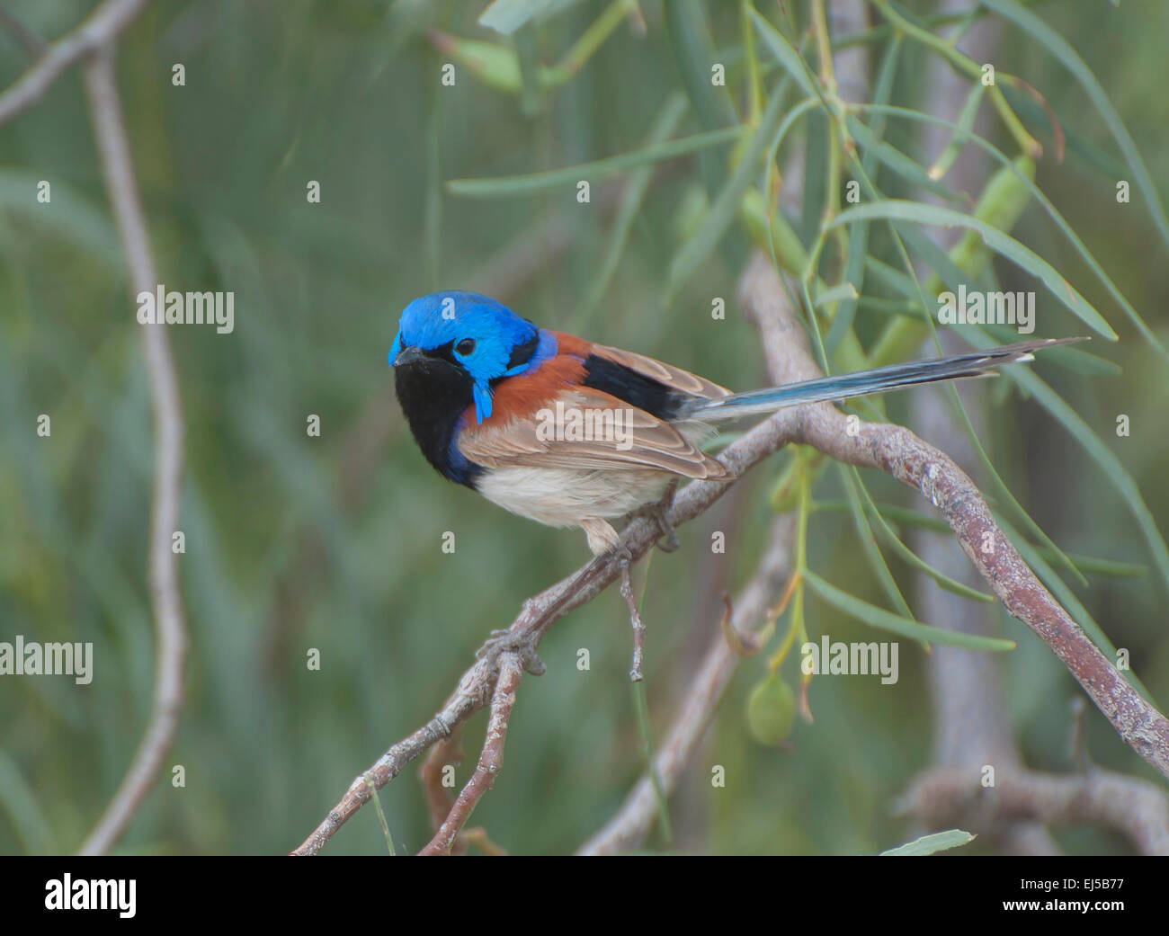 Variegated Blue Wren Stock Photo - Alamy