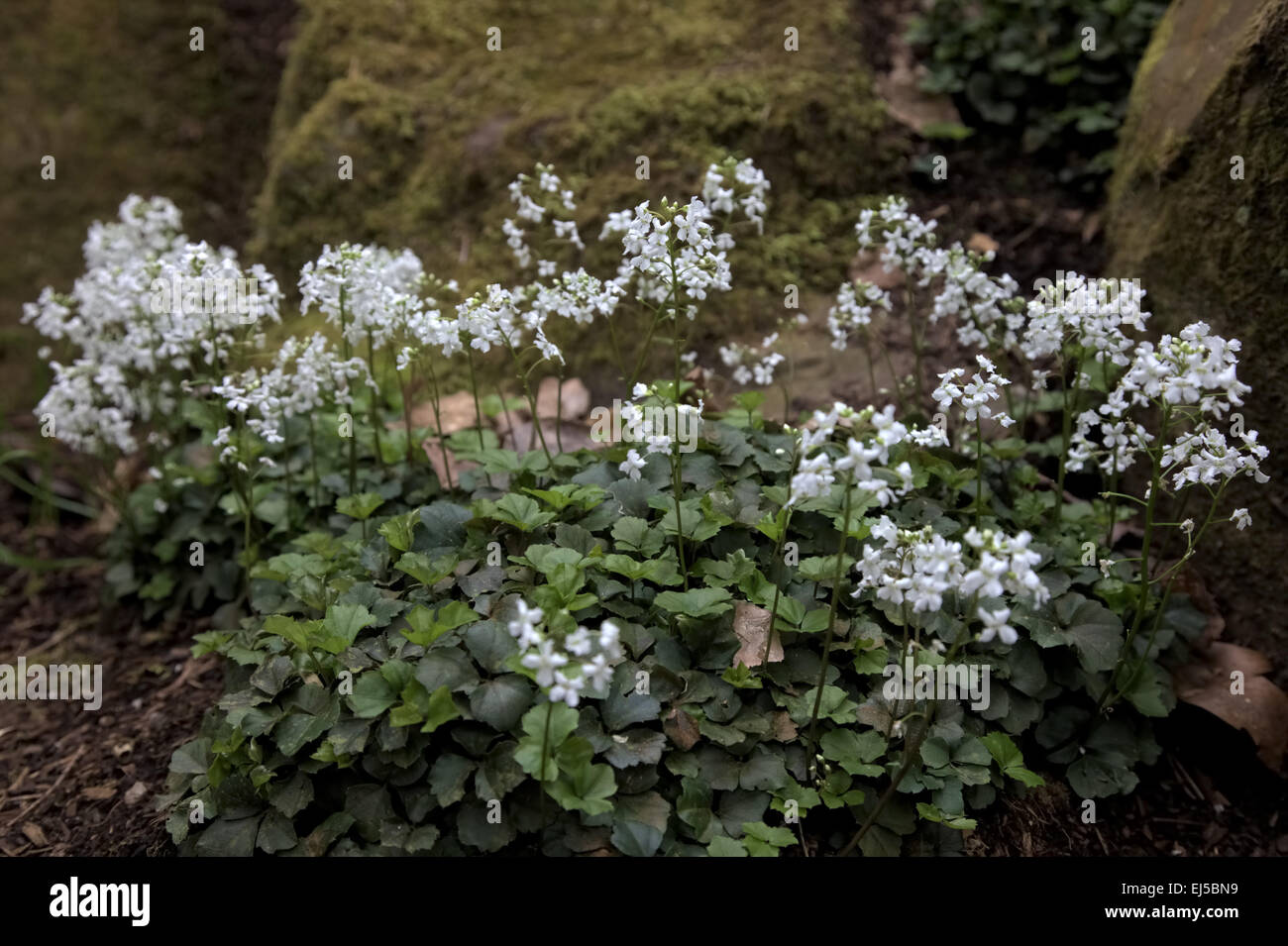 Cardamine Trifolia High Resolution Stock Photography and Images - Alamy